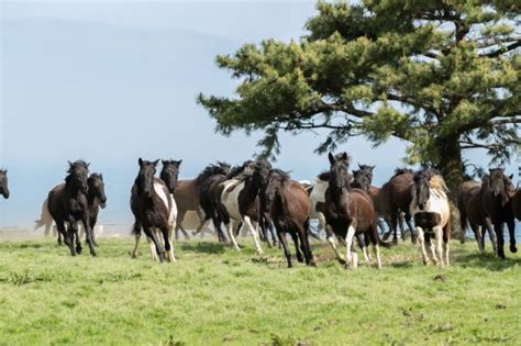 제주도 들어오려면 8000원 관광객 입도세 추진