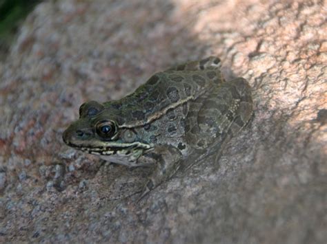 Rana Yavapaiensis Lowland Leopard Frog In Zoos
