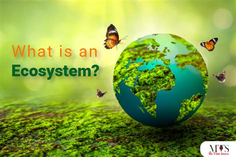 What Is An Ecosystem