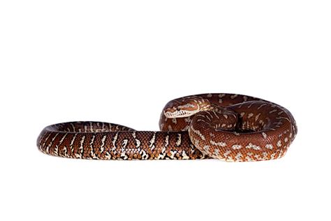 Centralian Carpet Python Background Images Hd Pictures And Wallpaper