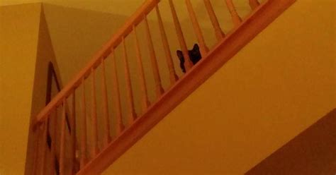 I Think My Cat Is Plotting Something Against Me Imgur