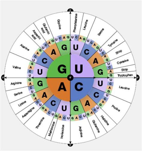 If You Made The Genetic Code Table Used For Finding Out Someones Mbp