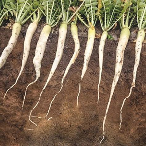Tillage Radish Lawn Seeds