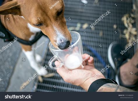 Dogs milk 개가 넘는 로열티 프리 라이선스 대상 스톡 사진 Shutterstock