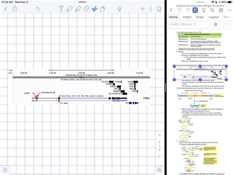 Lecture Splicing And Processing Of RNA Flashcards Quizlet