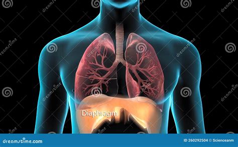 Respiratory System Alveoli And Capillaries Stock Illustration Illustration Of Respiratory