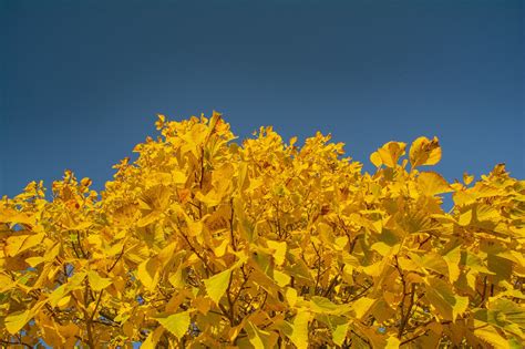 Tree Yellow Fall Free Photo On Pixabay Pixabay