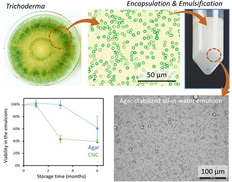 Biopolymer Stabilized Emulsions For The Encapsulation Of Trichoderma Conidia Towards Biological