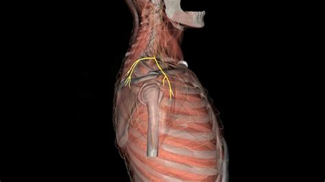 Premium Photo The Suprascapular Nerve Is The Lateral Branch Of The Superior Trunk Of The