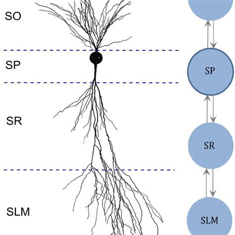 Characterizing Features Of Neuronal Spike Patterns And Subthreshold Download Scientific Diagram
