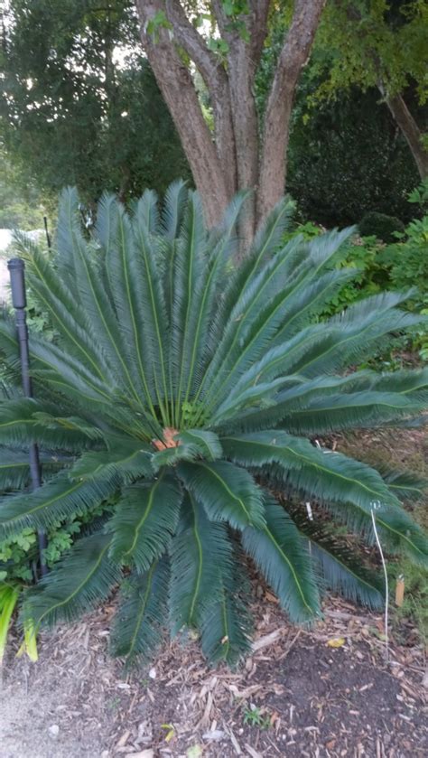 Cher Proves We Re Never Too Old For Sex Plant Spotlight Vent D Autan