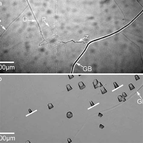 distribution of subgrain boundaries marked as lines most subgrain download scientific