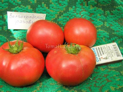 Томат Волгоградский розовый: описание сорта, отзывы, фото, характеристика