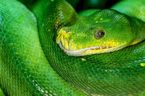 Top Interview Questions And Answers For Python Backend Developer Blog