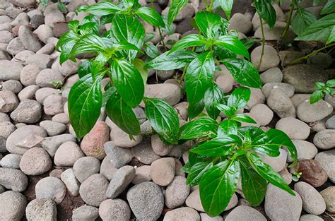 Berbagai Khasiat Sambiloto Untuk Obat Herbal