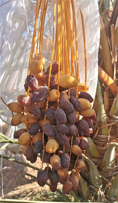 Madjool Dates 500g Kabri