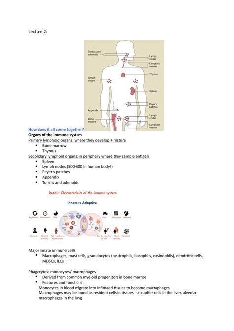 Immu Ntoes Covers The Adaptive And Innate Immune Systems Lecture 2