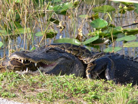 Alligator And Python Free Stock Photo Public Domain Pictures