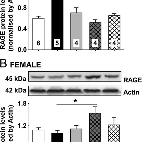 Effects Of Sex Steroids On Autophagy Markers I R Induced Expression Of Download Scientific
