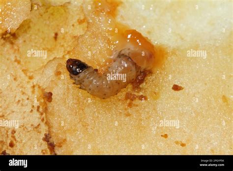 Codling Moth Apple Hi Res Stock Photography And Images Alamy