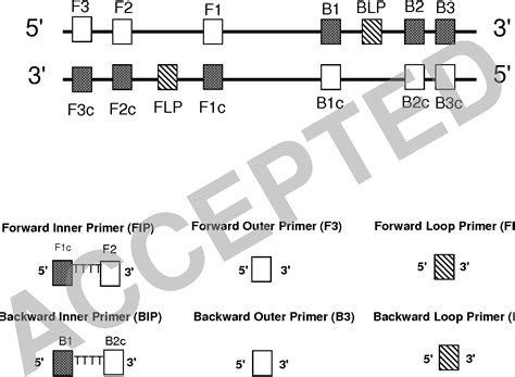 Figure 1 From Loop Mediated Isothermal Amplification Assay For Rapid And Real Time Detection Of
