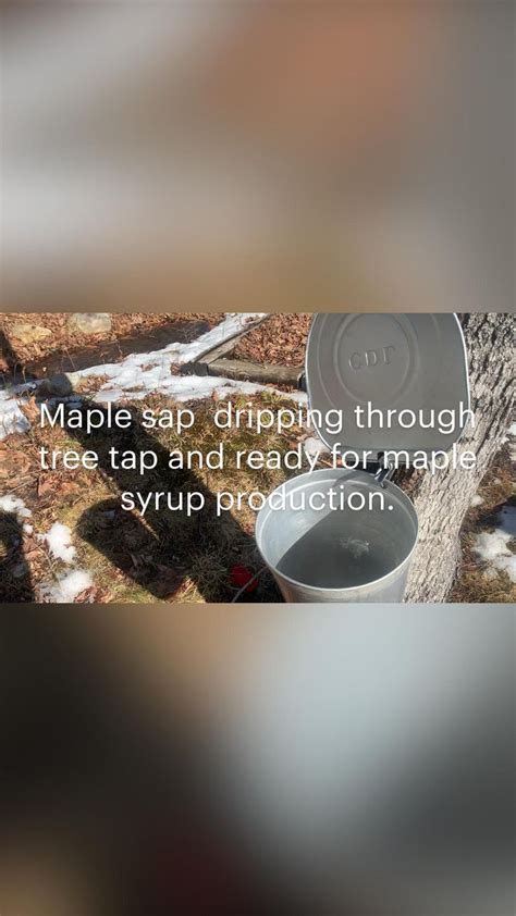 Maple Sap Dripping For Maple Syrup Production