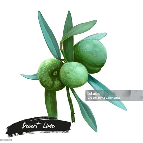 사막 석회 호주가 원산지인 감귤류 글라우카 종 부시 또는 야생 라임 또는 녹색 잎이있는 토착 쿰콰트 수채화 손으로 그린 디지털 아트 일러스트레이션 이국적인 과일 향기로운