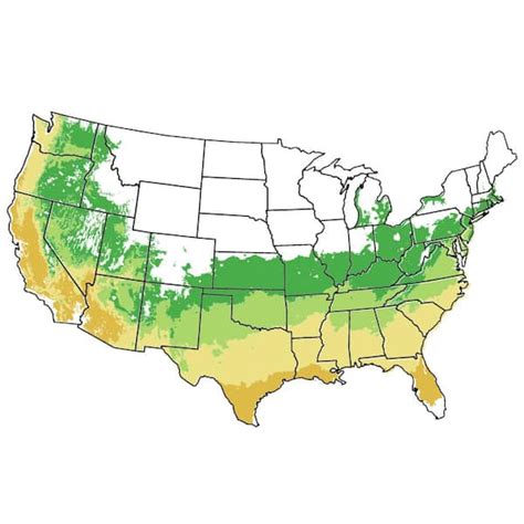 Pistachio Tree Growing Zone Canada At Ebony Dunlop Blog