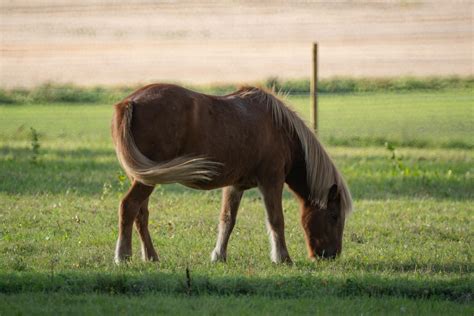 Some Pictures With A Sigma 600mm F8 Mirror Lens Rvintagelenses