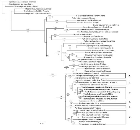 Majority Consensus Trees From The Bayesian Analysis Based On The Download Scientific Diagram