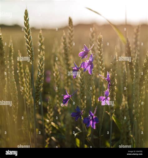 Wheat Spikes And Purple Wild Flowers In The Wheat Field At Sunset Summer Agricultural