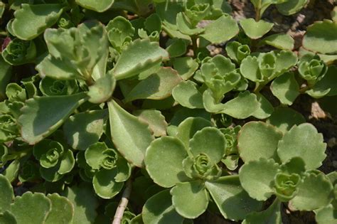Sedum Spurium Coccineum Rozchodniki Sadzonki