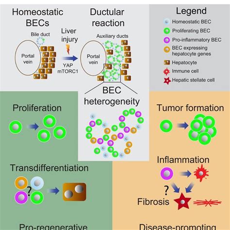 Functional Heterogeneity Within Biliary Epithelial Cell Becs Subsets Download Scientific