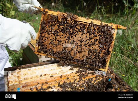 What Is A Brood Frame At Jodi Detweiler Blog