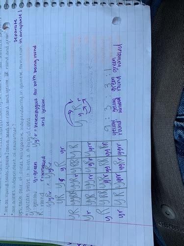 Genetics Ap Flashcards Quizlet