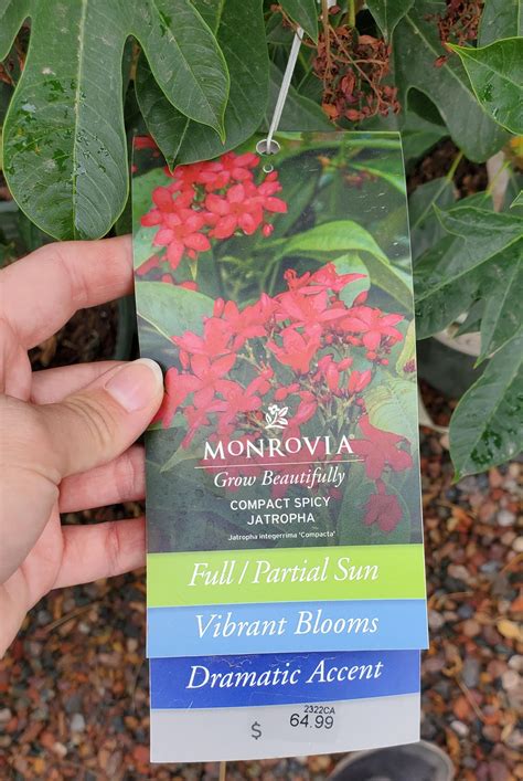 Compact Jatropha Jatropha Integerrima Compacta Treeland Nurseries