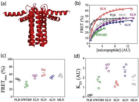 Quantification Of The Homo Oligomerization Of Micropeptides By Acceptor Download Scientific