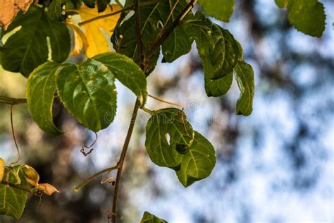 Passion Fruit Plant Leaves And Tendrils Stock Image Image Of