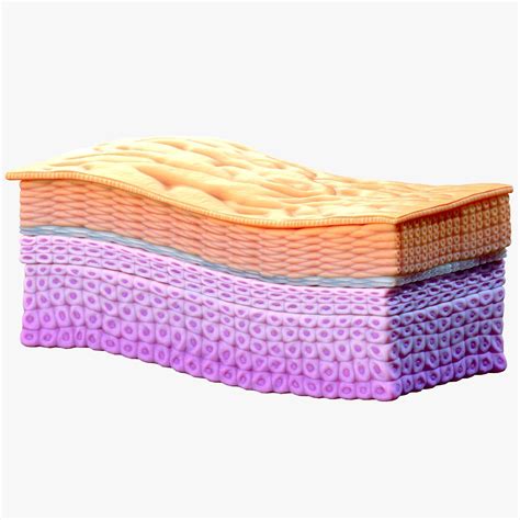 Epidermis Cross Section 3d Model Cgtrader