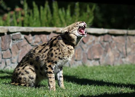 Serval Full Grown