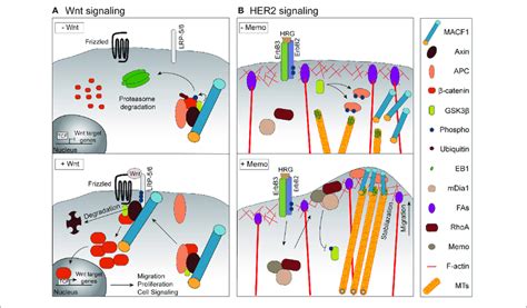Signaling By Macf1 In Physiological And Cancer Context A Upon Wnt
