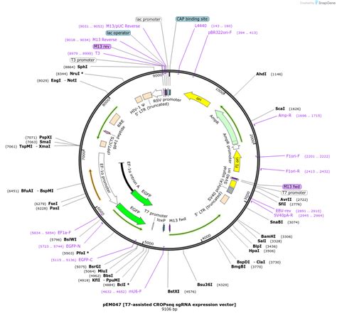 Addgene Pem047 T7 Assisted Cropseq Sgrna Expression Vector
