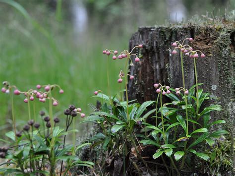 Зимолюбка зонтичная (Chimaphila umbellata)