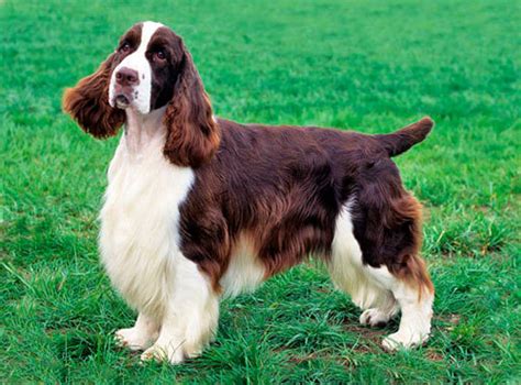 Английский спрингер спаниель