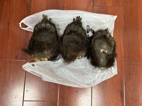 Худалдан борлуулах зорилгоор баавгайн савар тээвэрлэж явсныг илрүүлжээ