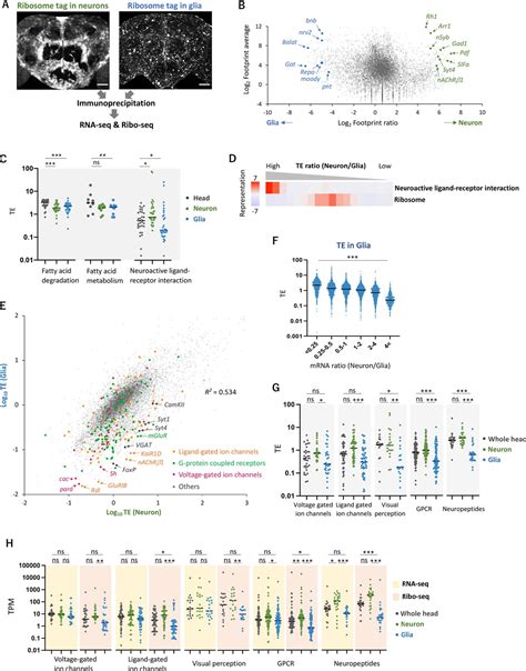 Translational Regulation Enhances Distinction Of Cell Types In The Nervous System ELife