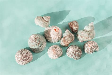 최소한의 여름 플랫 레이 햇빛에 조개껍데기가 있는 배경 미적 단색 정물화 청록색 여름 휴가 개념 태양 그림자가 있는 추상적인 자연 탑 뷰 자연 조개 개념에 대한 스톡 사진