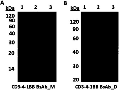 Bifunctional Molecule Combining Cd3 And T Cell Positive Costimulatory