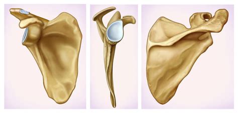 Blank Scapula Diagram