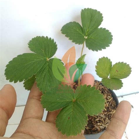 Jual Bibit Strawberry Merah Lokal Agro Bibit ID
